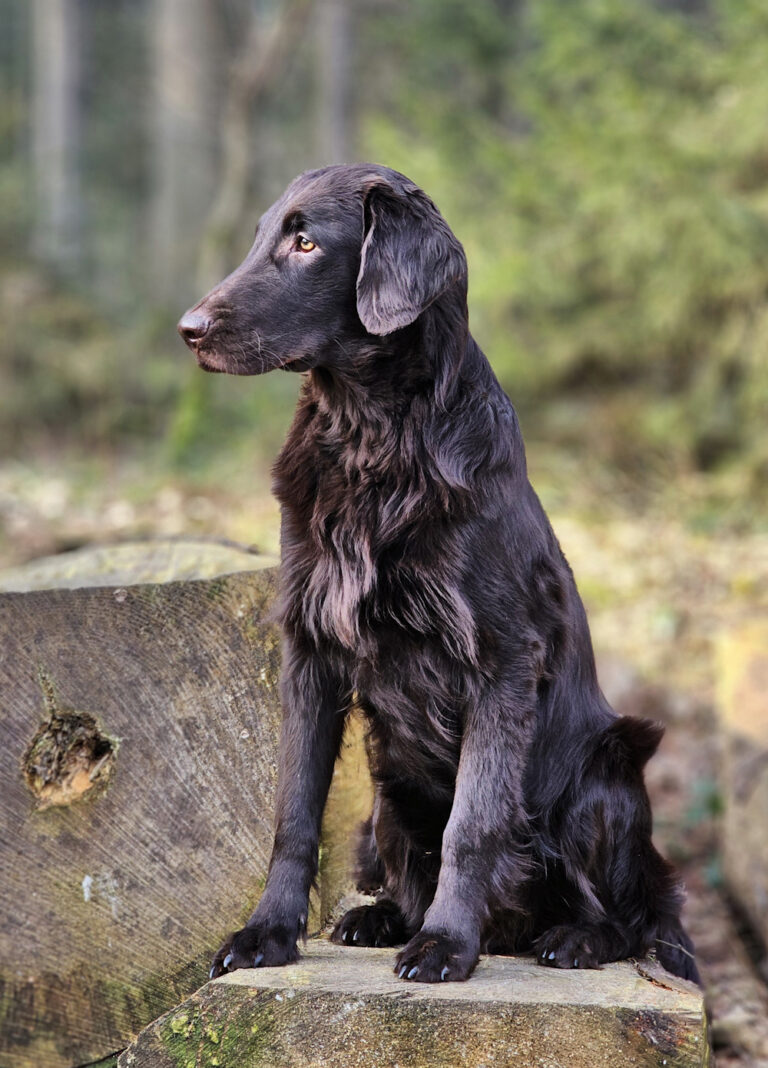 10.11.2025 Wurfplanung! – Flaterix & Erix Flat Coated Retriever